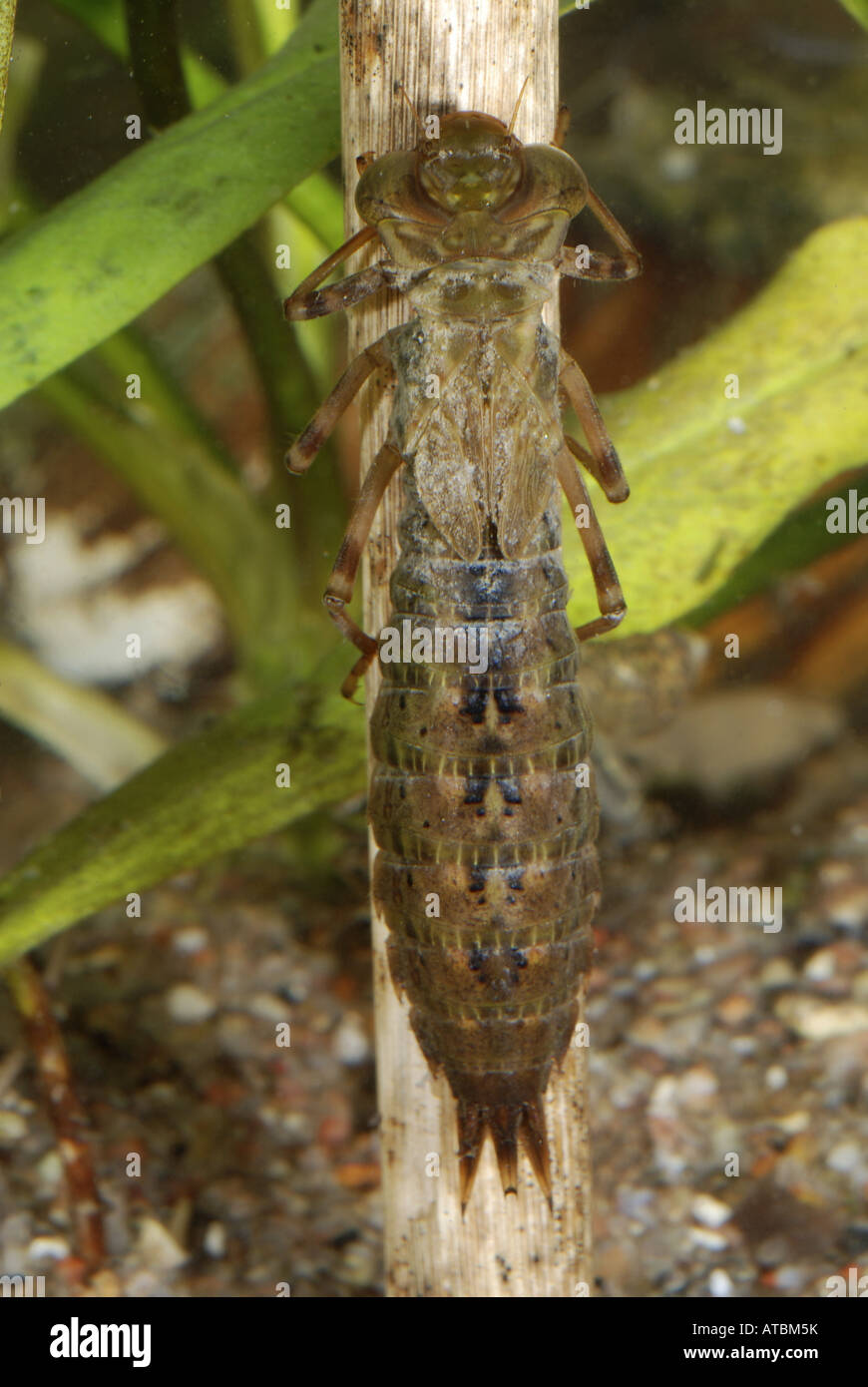 Dragonfly nymph under water hi-res stock photography and images - Alamy