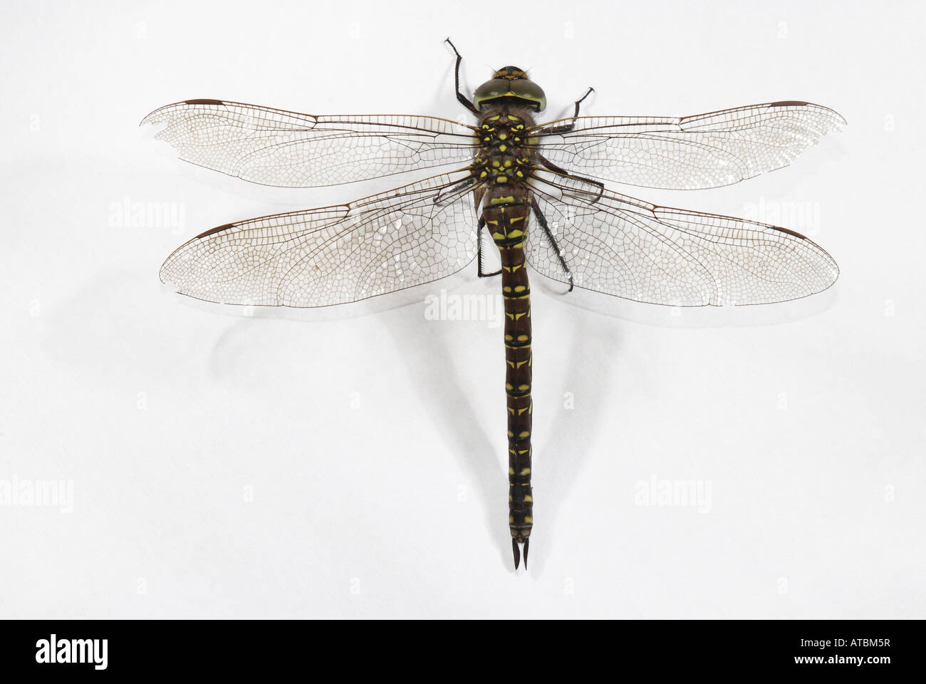 common aeshna, common hawker (Aeshna juncea), cut out Stock Photo - Alamy