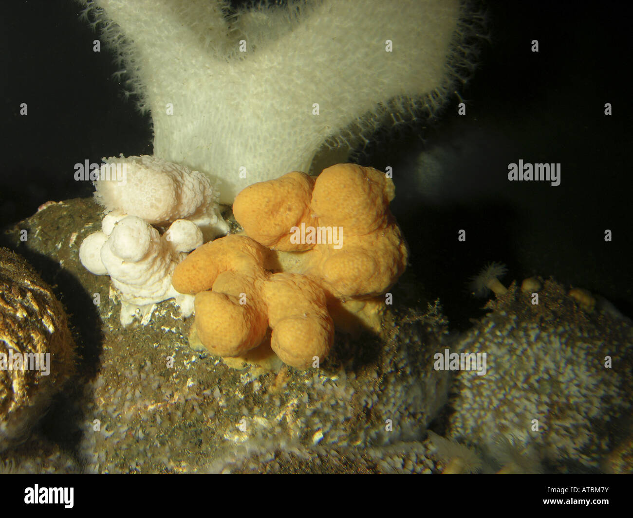 Dead mans fingers sea fingers alcyonium digitatum hi-res stock ...