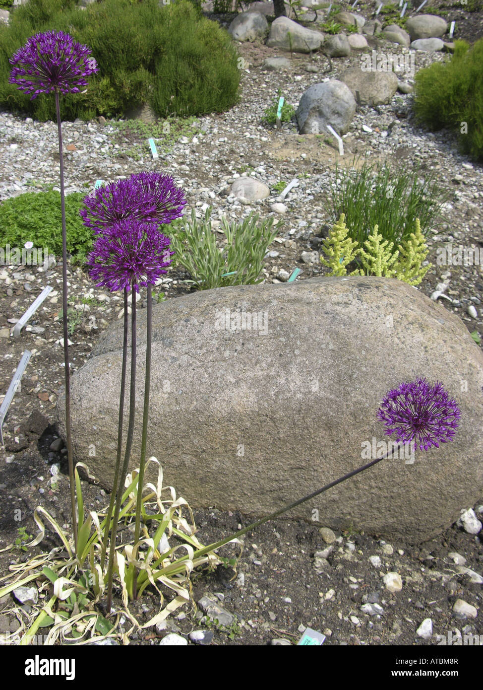 giant Persian allium (Allium aflatunense), blooming plants Stock Photo ...