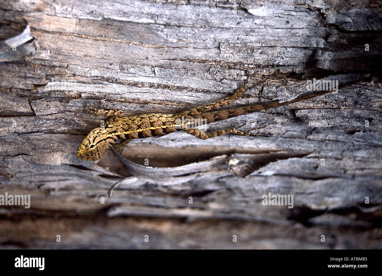 Indian arboreal lizard hi-res stock photography and images - Alamy