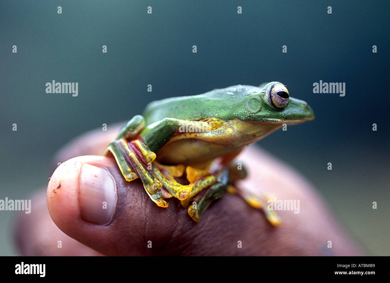 A indian tree frog hi-res stock photography and images - Alamy