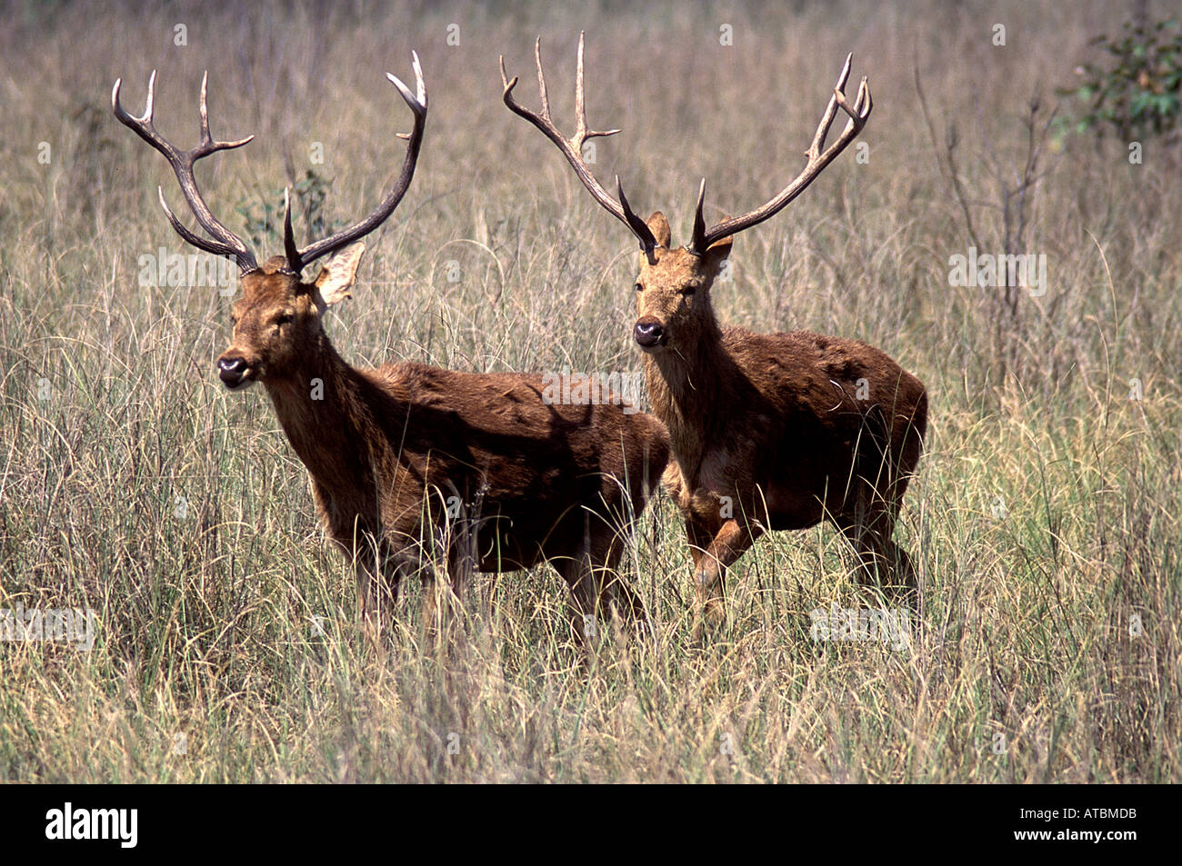 Barasingha madhya pradesh hi-res stock photography and images - Alamy