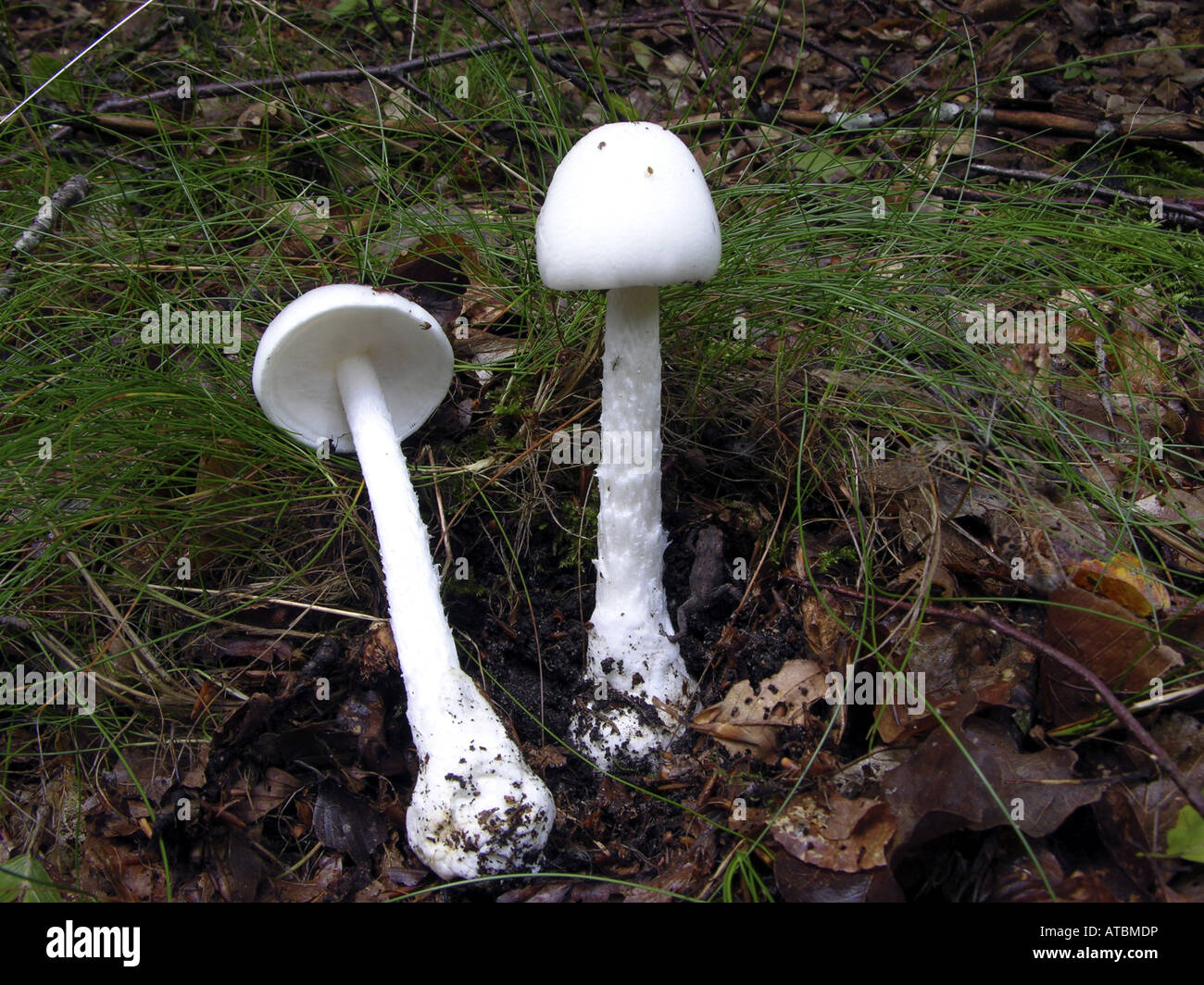 Amanita virosa hi-res stock photography and images - Alamy