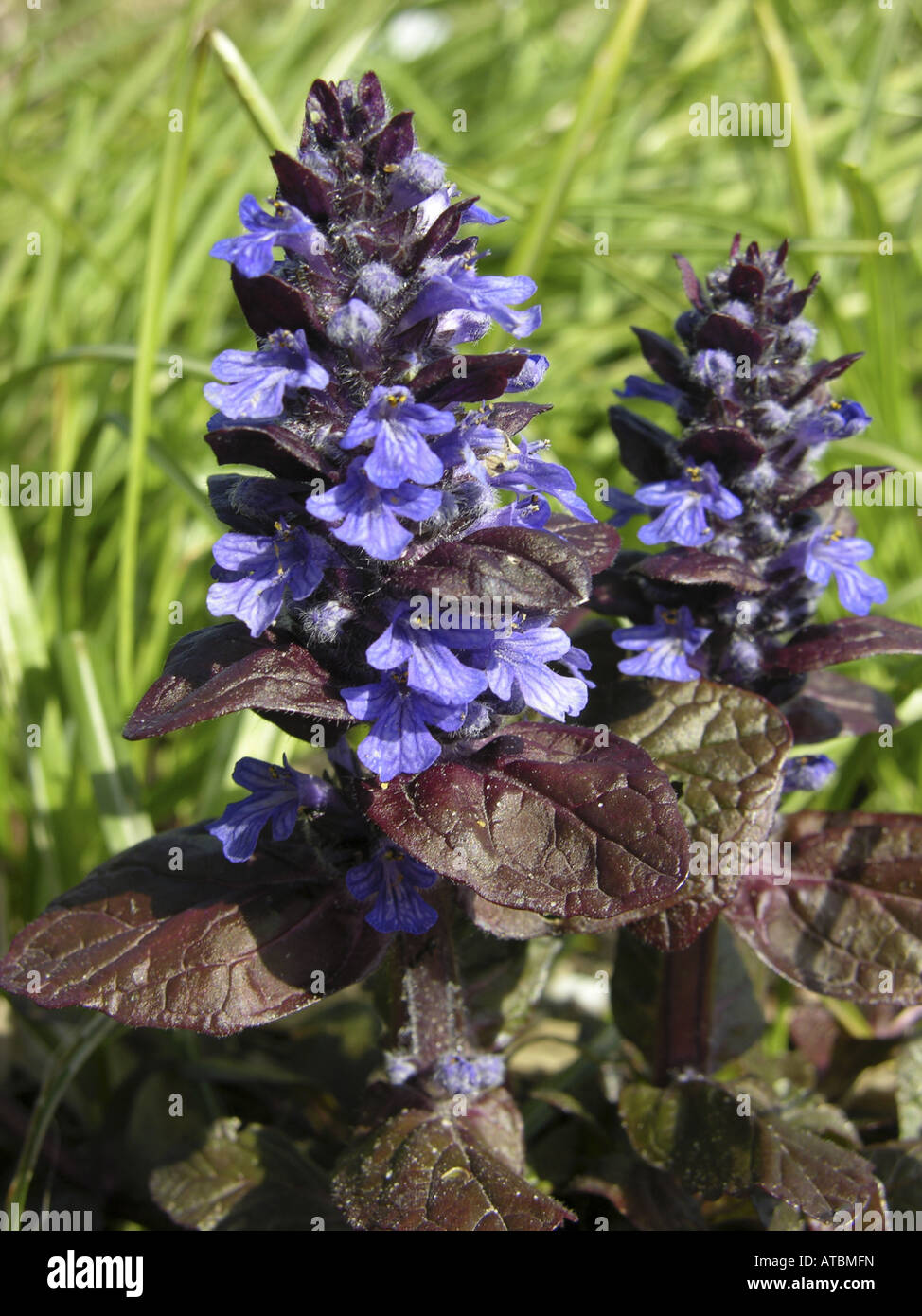 common bugle, creeping bugleweed (Ajuga reptans 'Braunherz', Ajuga ...