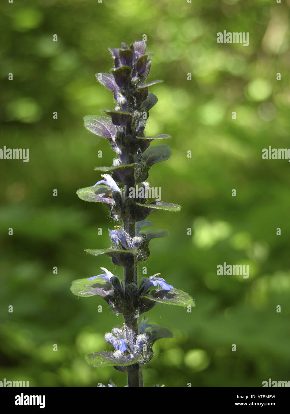common bugle, creeping bugleweed (Ajuga reptans), inflorescence Stock ...