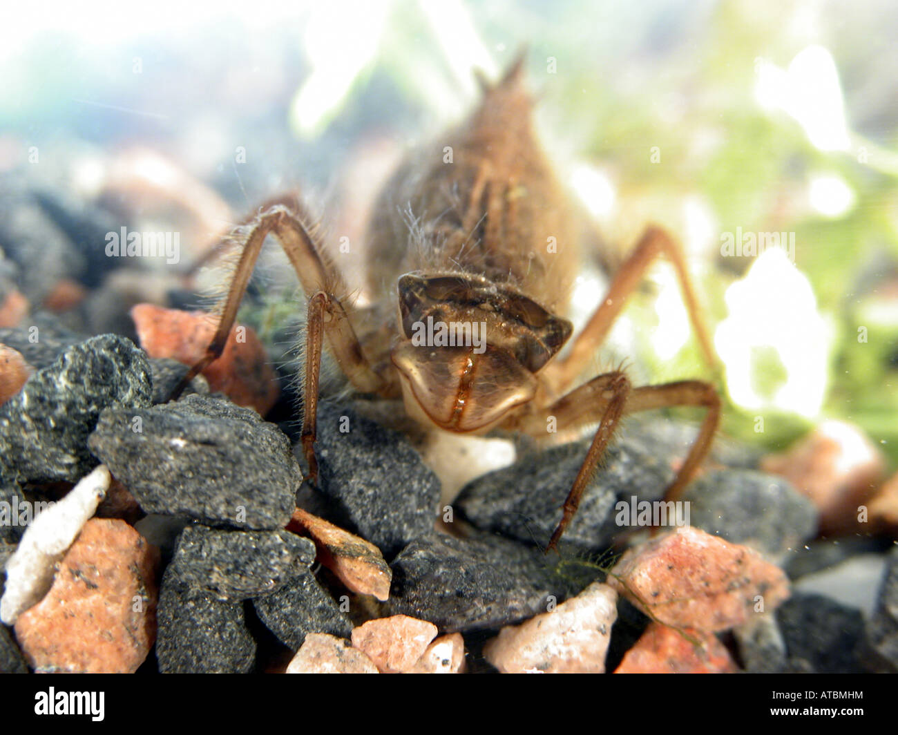 Dragonflie anisoptera hi-res stock photography and images - Alamy