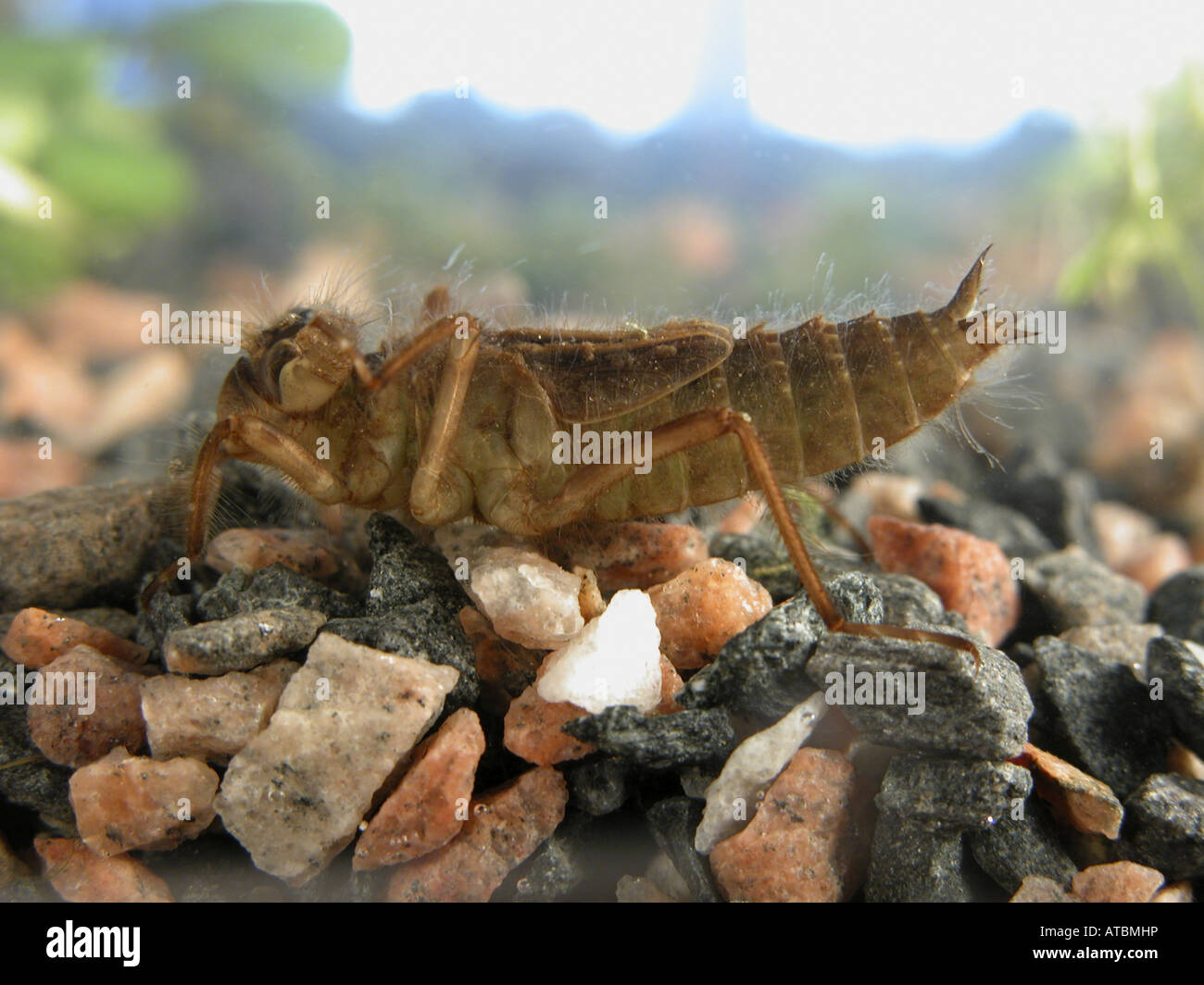 Dragonflie anisoptera hi-res stock photography and images - Alamy