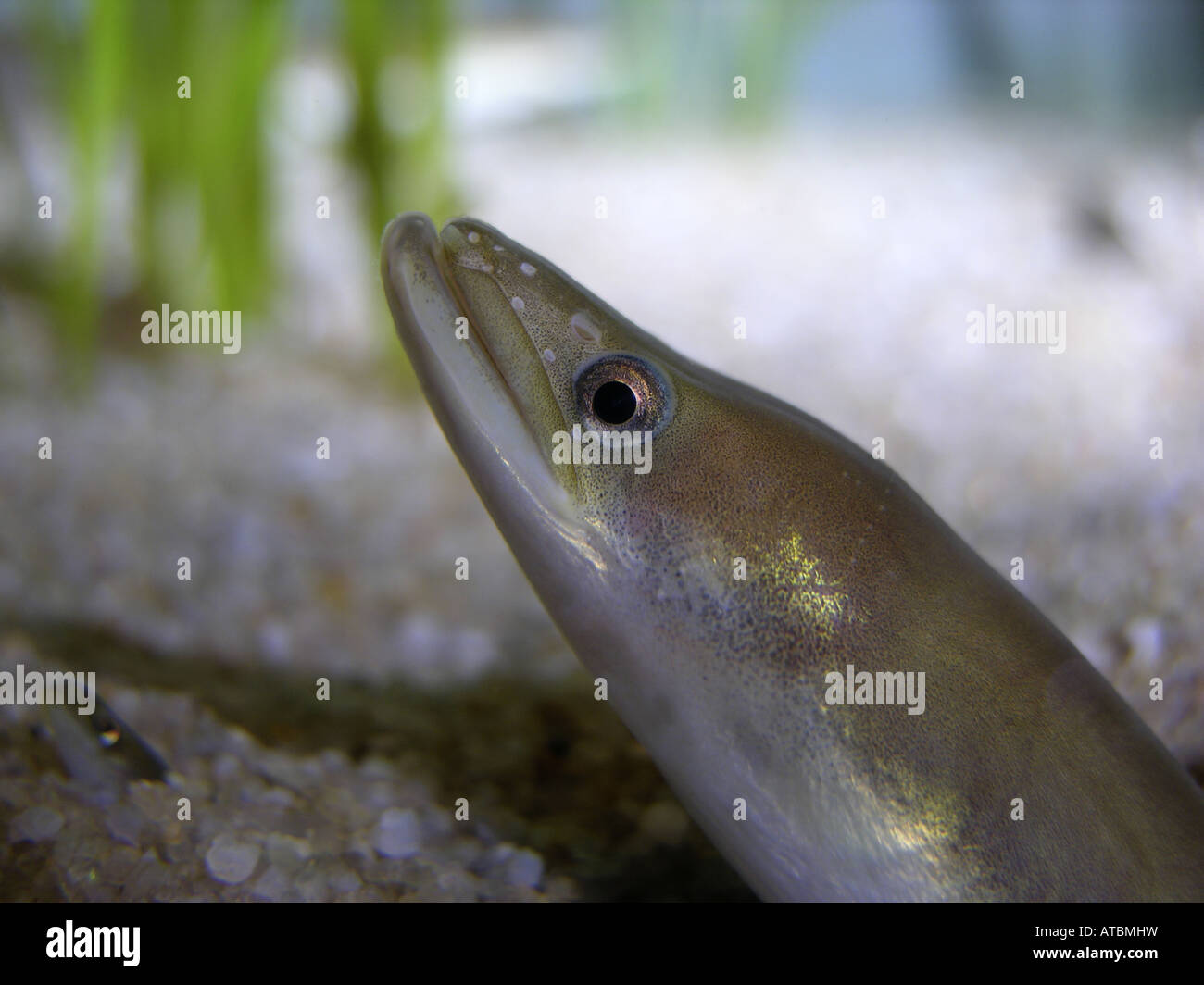 eel, European eel, river eel (Anguilla anguilla), portrait Stock Photo ...