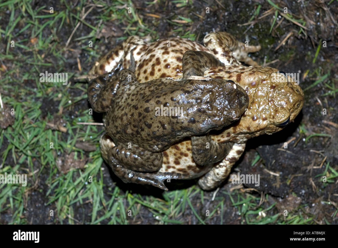 Overhead photograph of toads in amplexus showing size difference ...