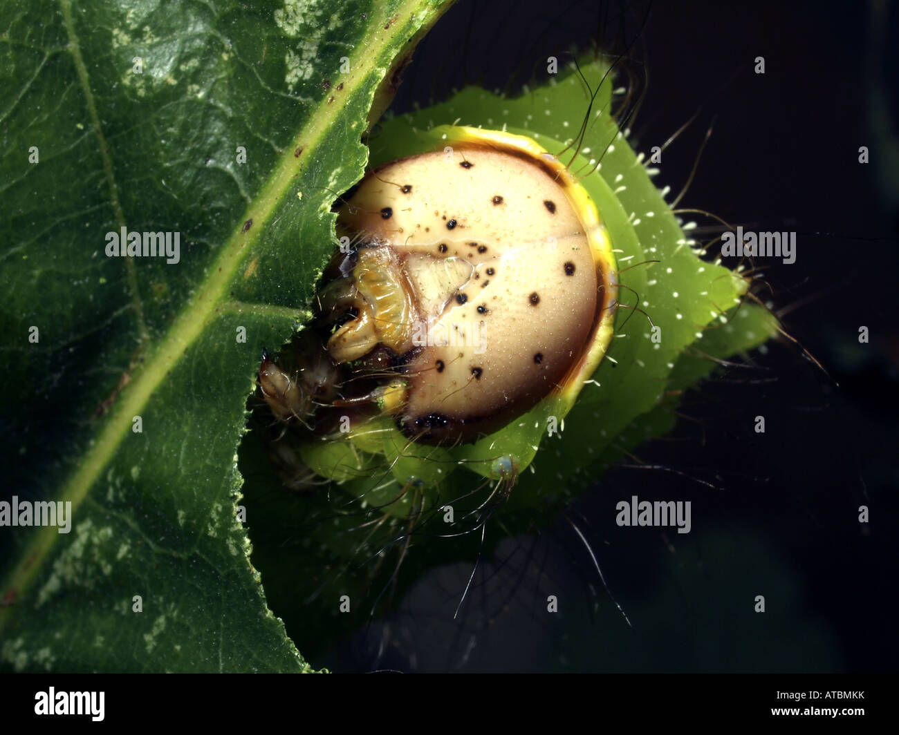 Chinese Oak Tasar Silkmoth (Antheraea pernyi), eating larva Stock Photo ...