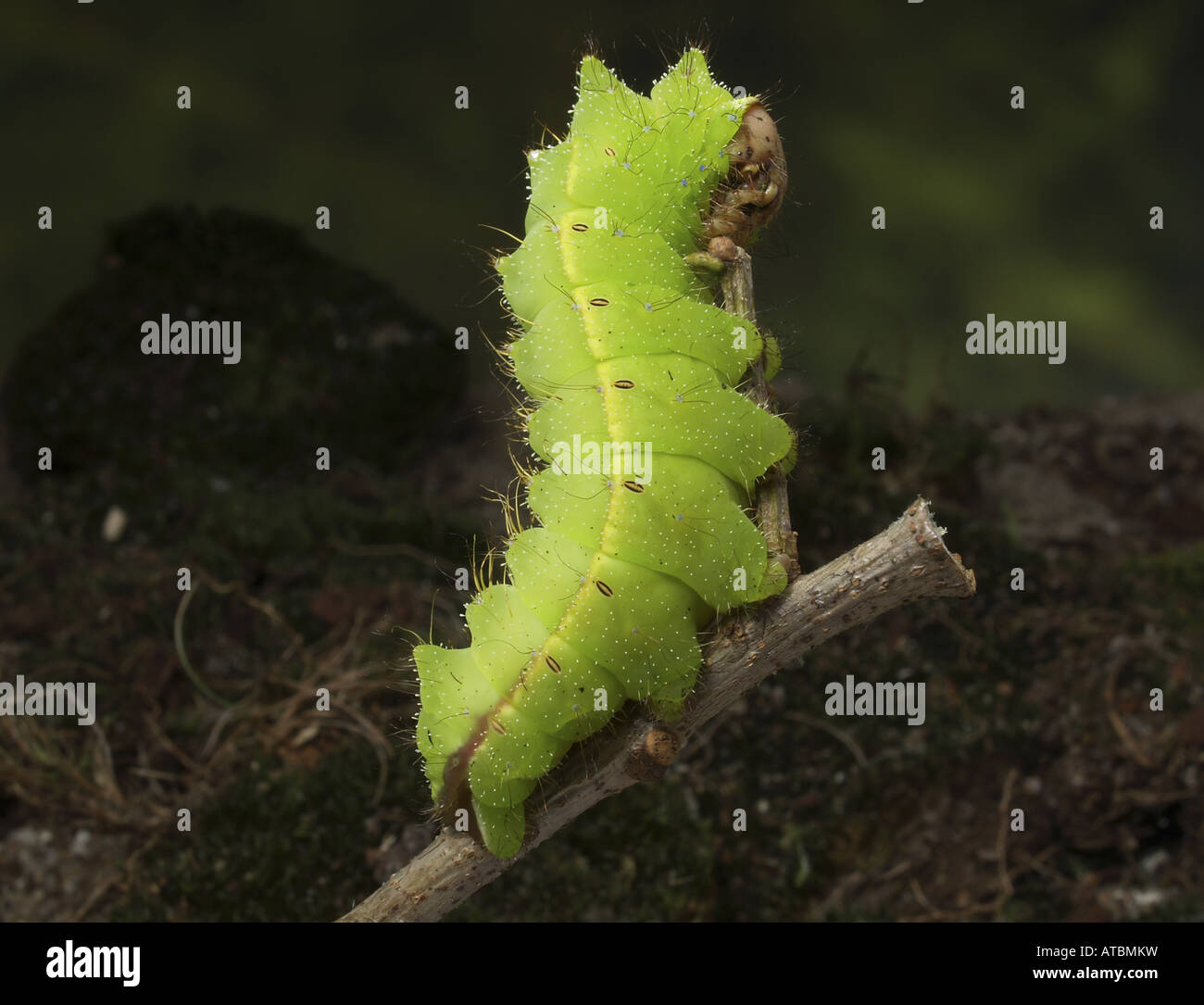 Chinese Oak Tasar Silkmoth (Antheraea pernyi), larva on a twig Stock ...