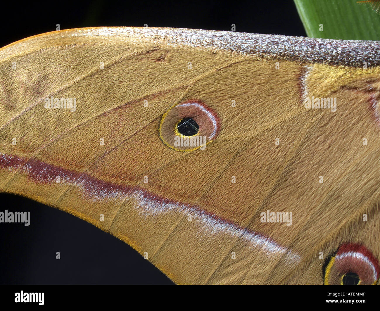 Antheraea pernyi hi-res stock photography and images - Alamy