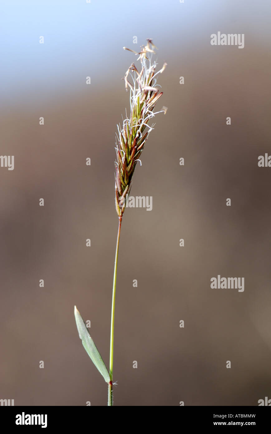 sweet vernal-grass, sweetscented vernal grass (Anthoxanthum odoratum ...