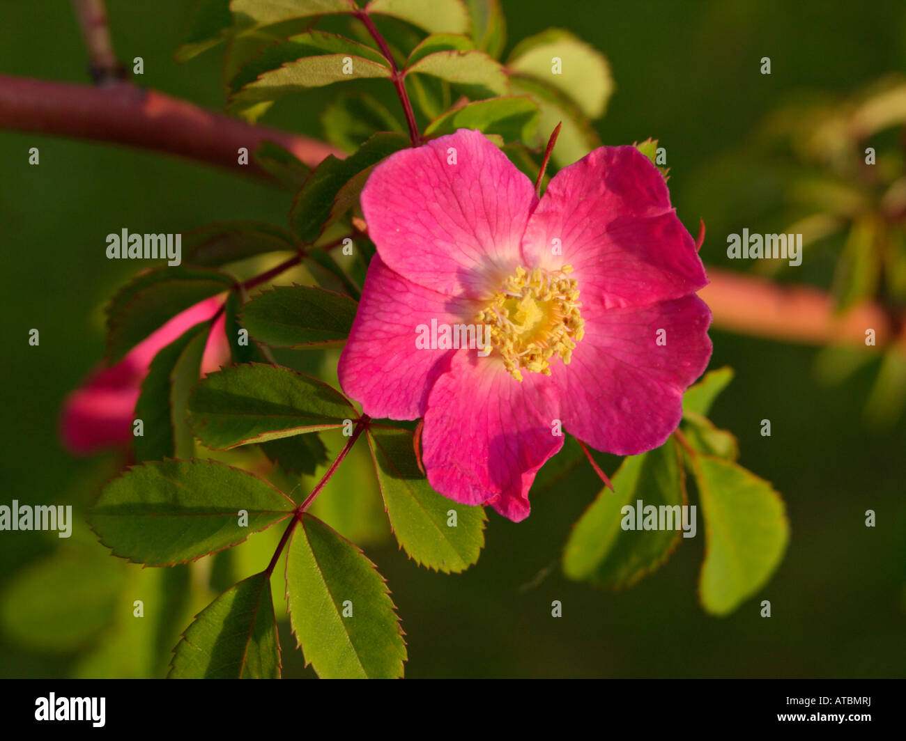 Rose (Rosa giraldii Stock Photo - Alamy
