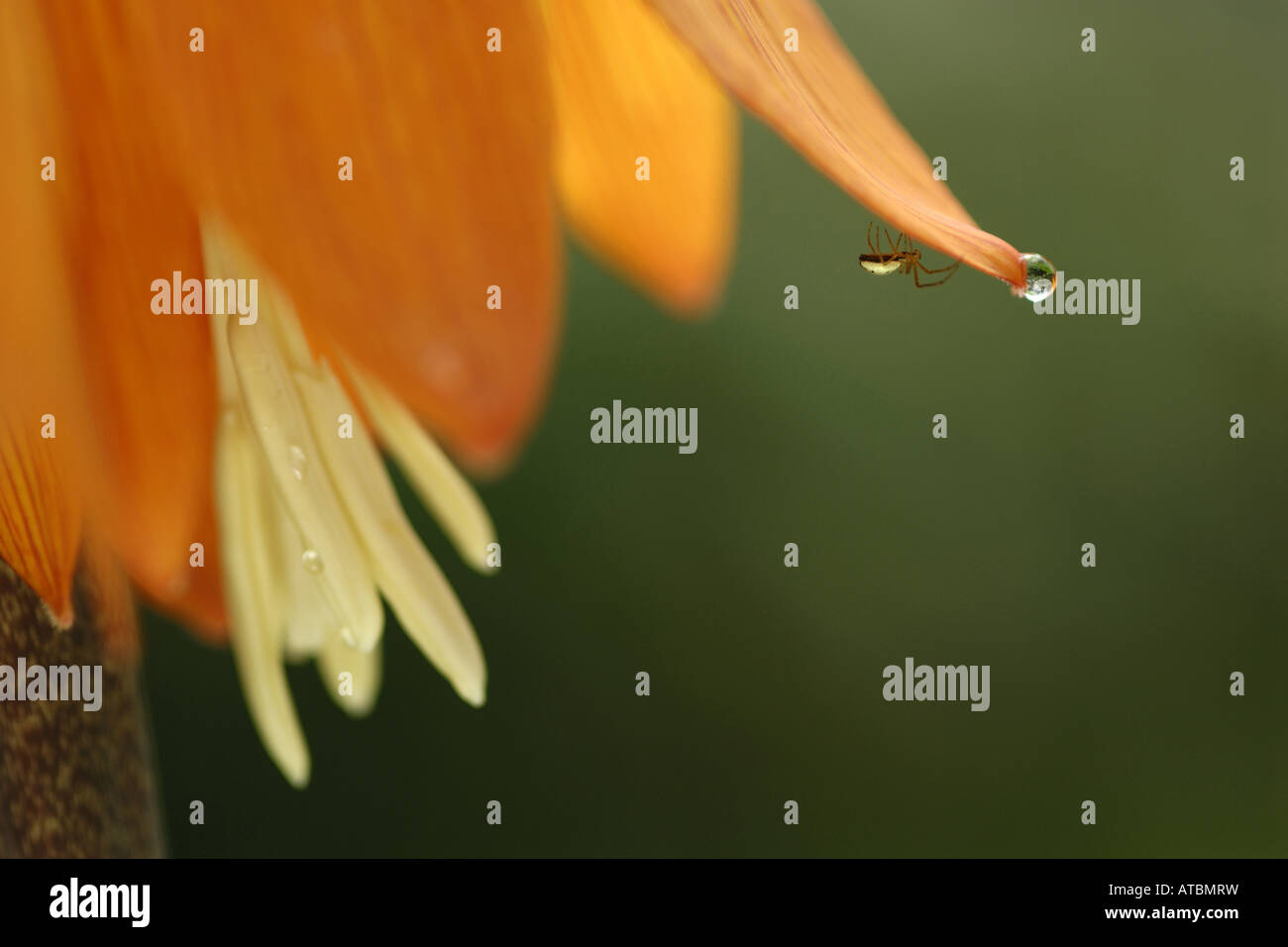 sheet weaver, money spider (Linyphia spec.), at Stock Photo - Alamy