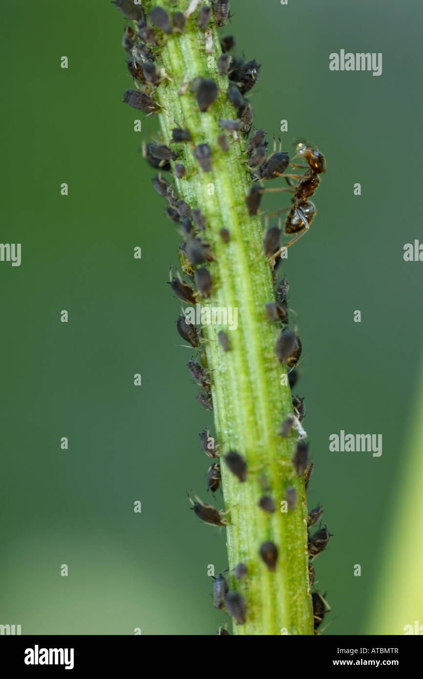 black ant, common black ant, garden ant (Lasius niger), ants miling ...