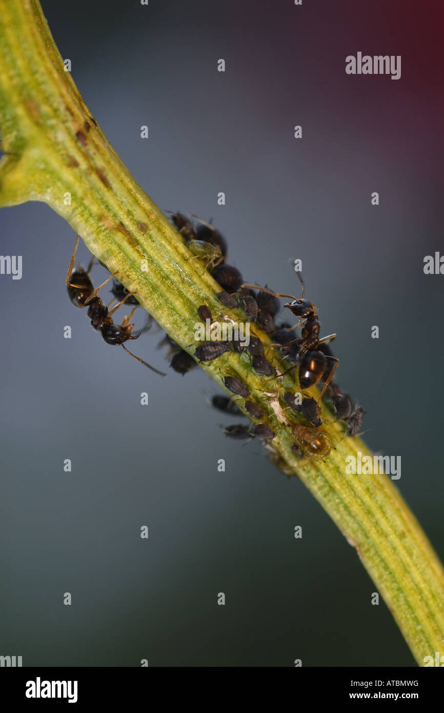 black ant, common black ant, garden ant (Lasius niger), ants miling ...