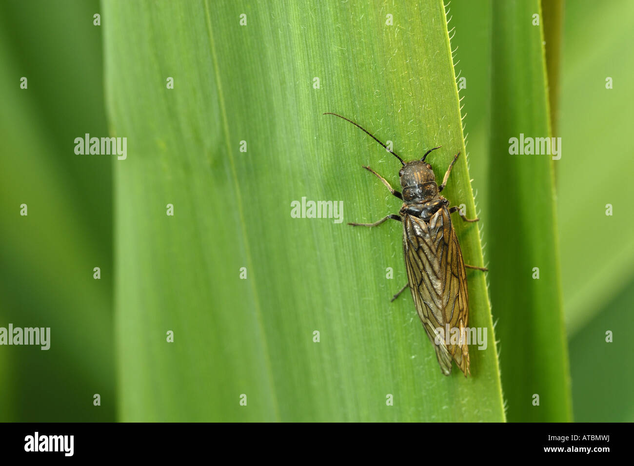 alder flies (Sialidae), sitting on a leaf Stock Photo - Alamy