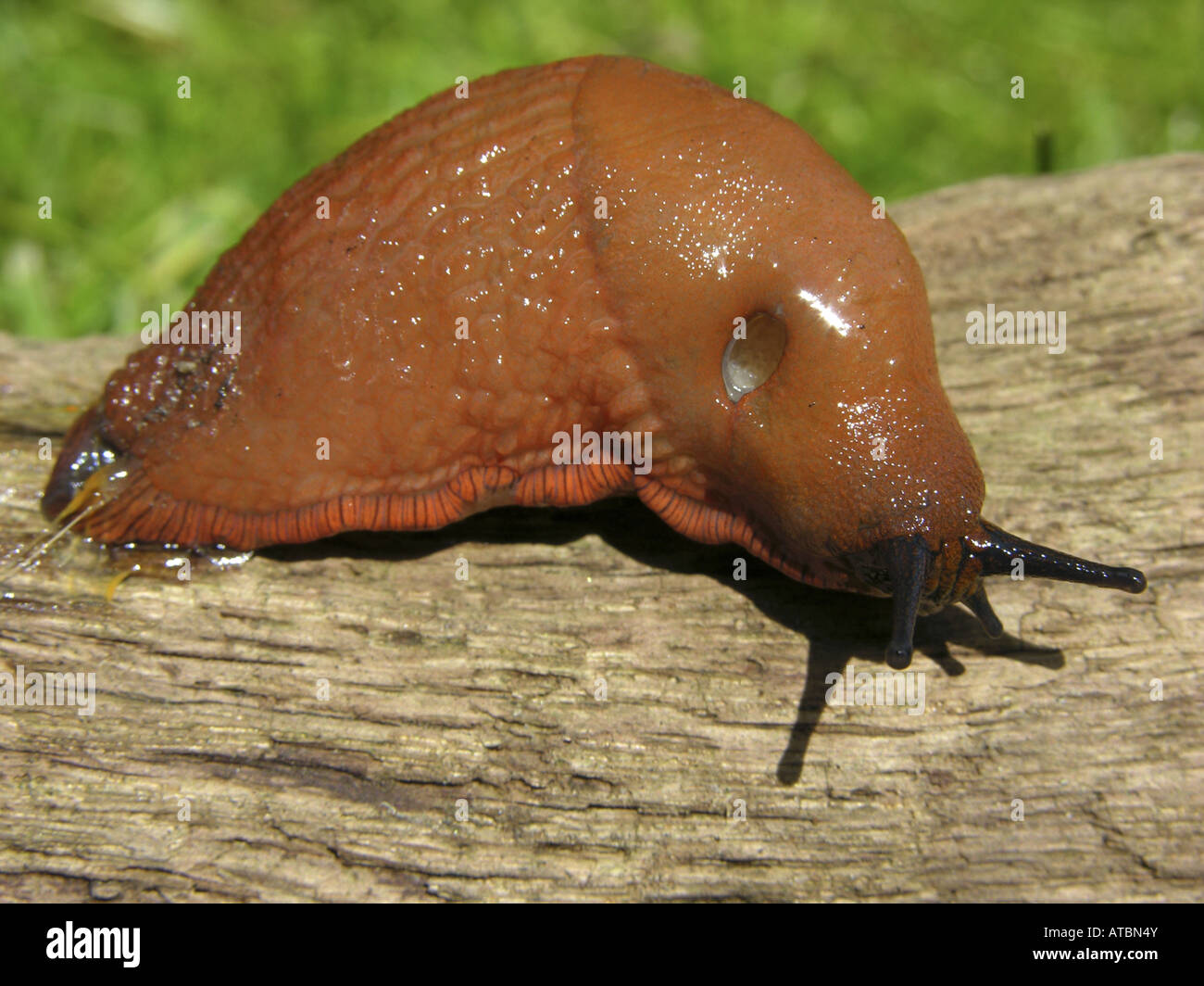 Spanish slug, Lusitanian slug (Arion lusitanicus), on trunk Stock Photo ...