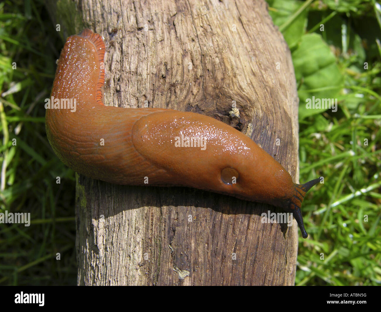Spanish slug, Lusitanian slug (Arion lusitanicus), on trunk Stock Photo ...