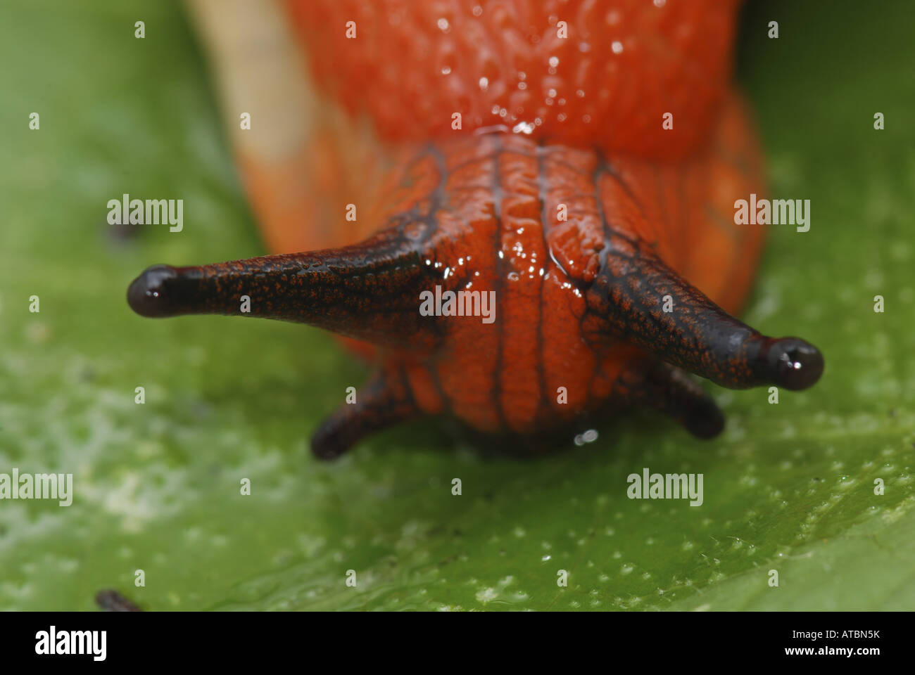large red slug, greater red slug, chocolate arion (Arion rufus ...