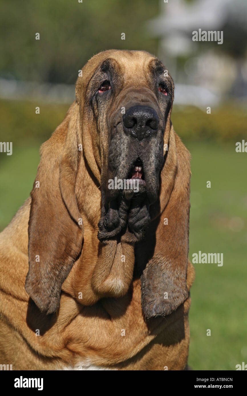 Bloodhound face hi-res stock photography and images - Alamy