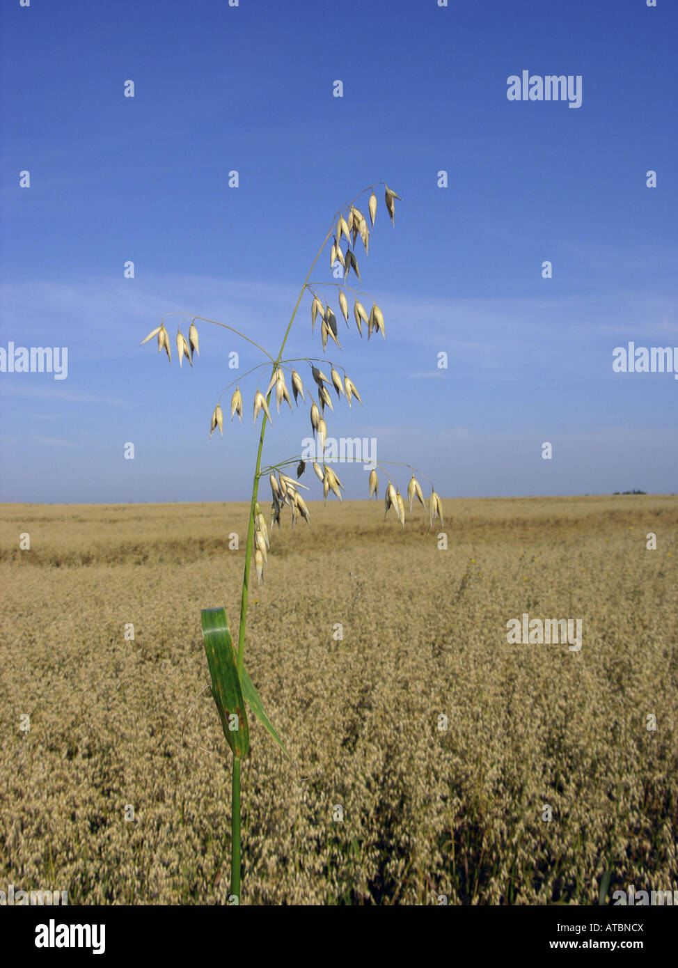 cultivated oat, common oat (Avena sativa), inflorescence with field ...