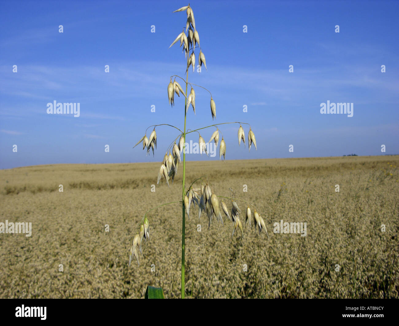 cultivated oat, common oat (Avena sativa), inflorescence with field ...