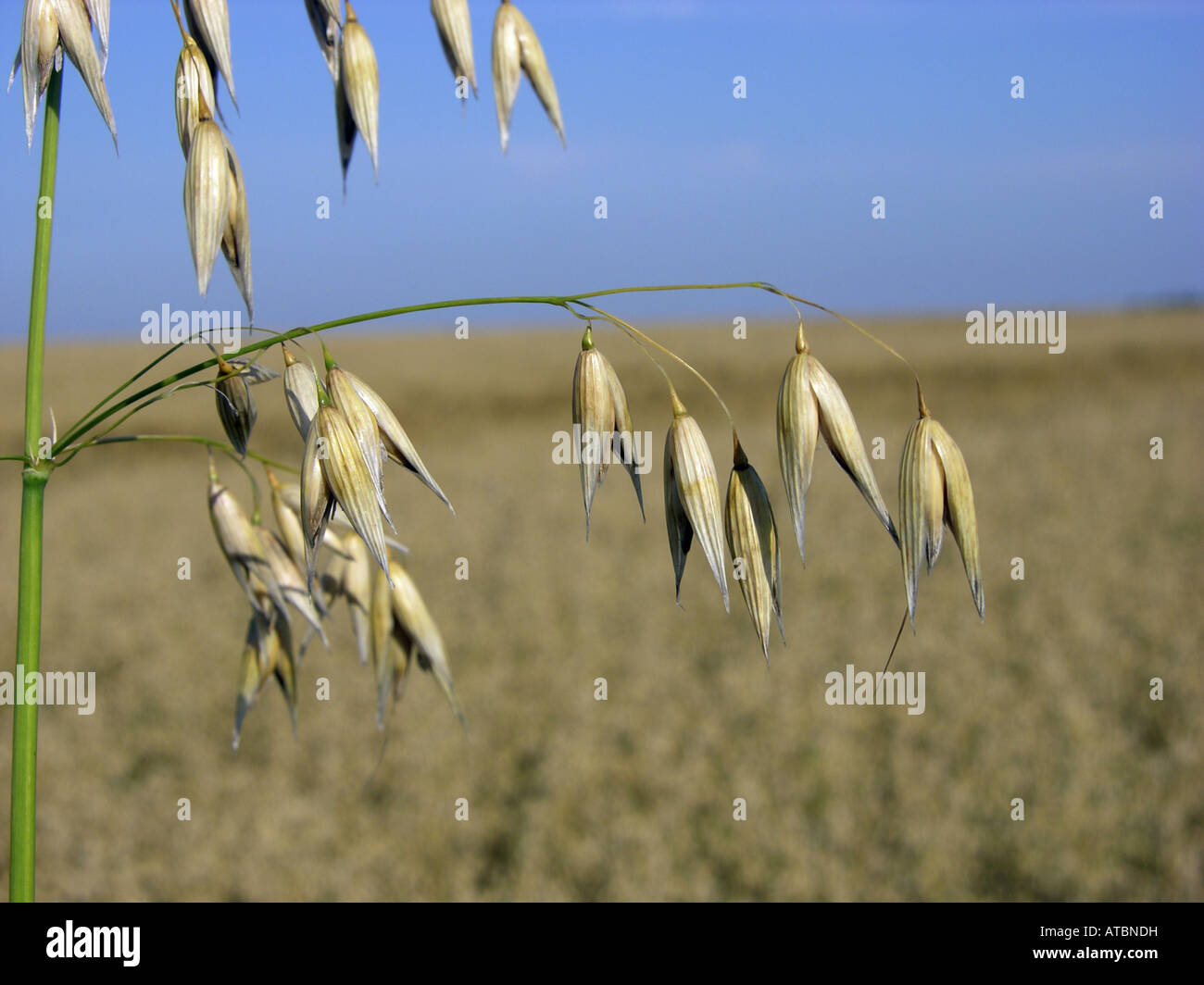 Part of cornfield hi-res stock photography and images - Alamy