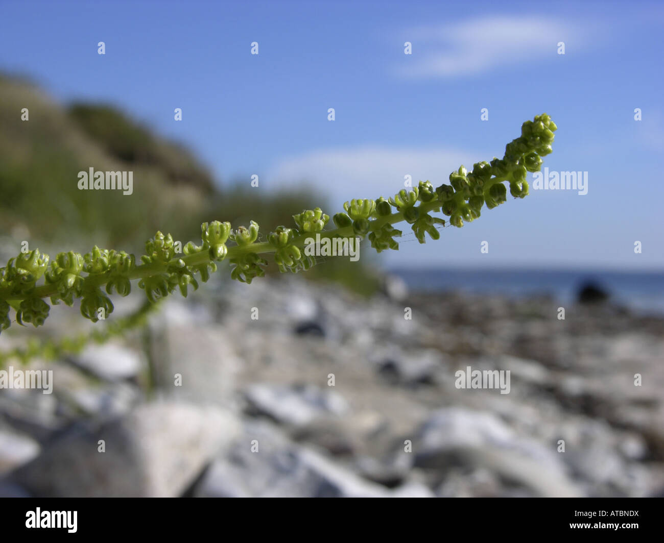 sea beet (Beta vulgaris ssp. maritima, Beta maritima), inflorescence ...
