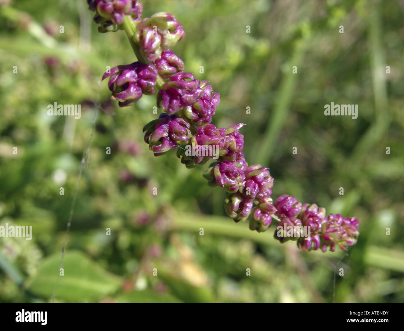 Beta vulgaris maritima hi-res stock photography and images - Alamy