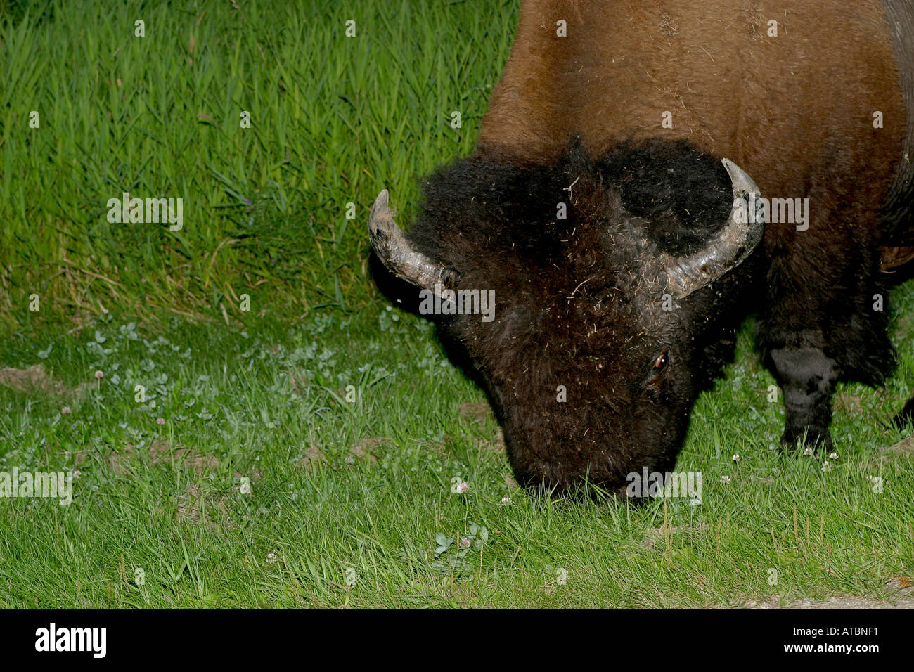 Confined buffalo hi-res stock photography and images - Alamy