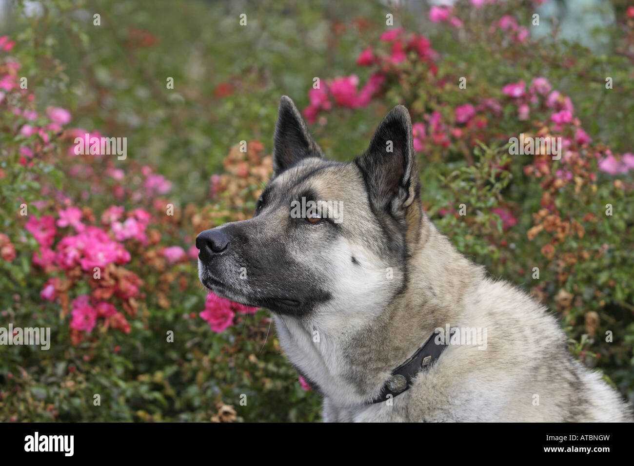mixed breed dog (Canis lupus f. familiaris), Wolfsspitz-Schaeferhund ...