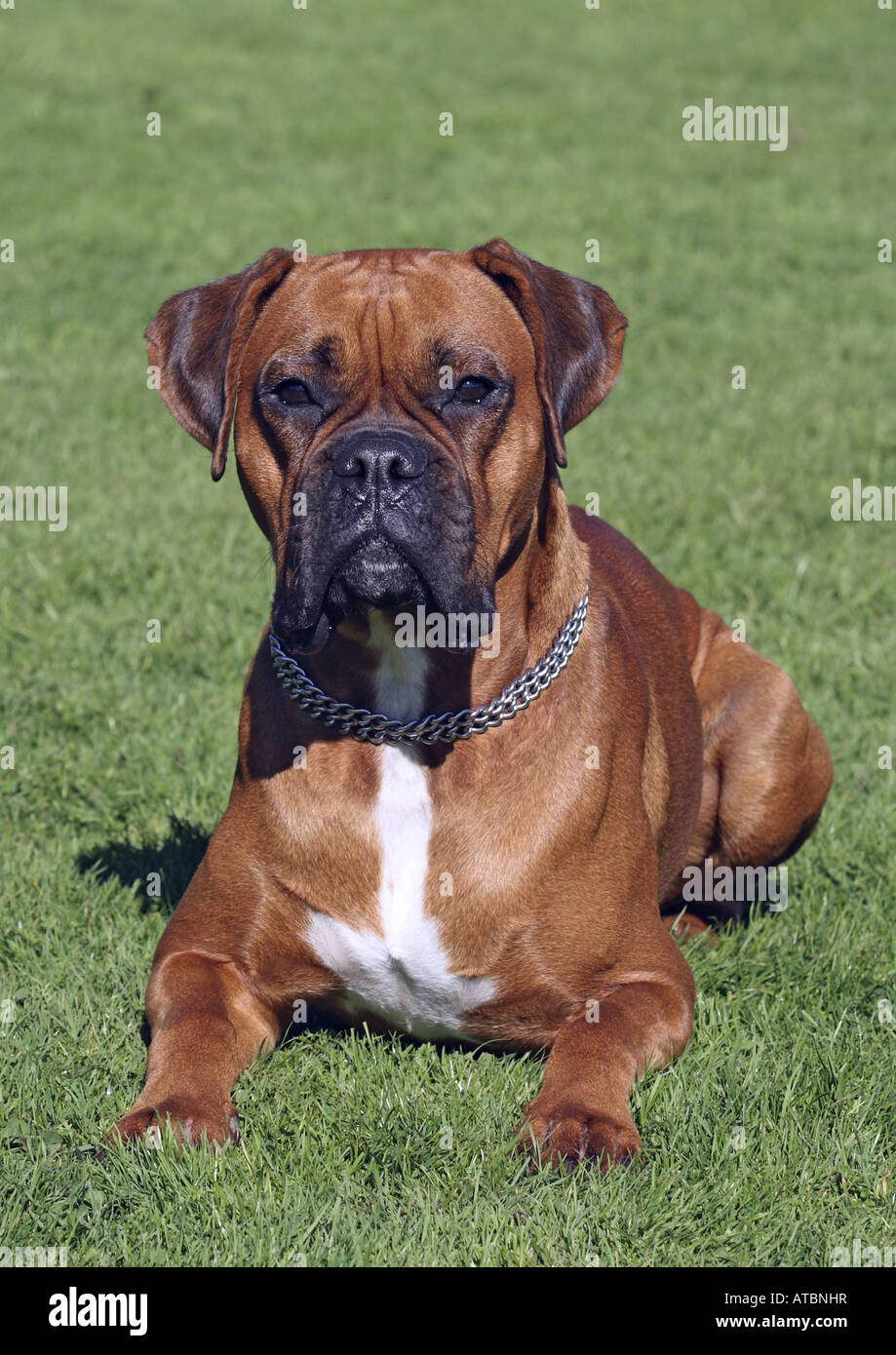 German Boxer (Canis lupus f. familiaris), lying in meadow Stock Photo ...