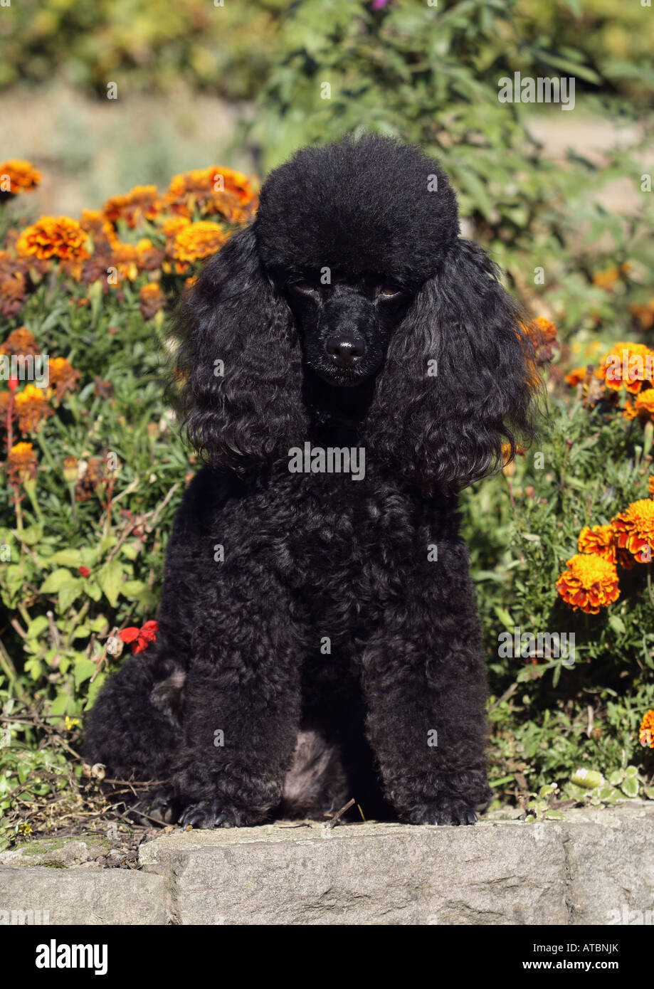 Miniature Poodle (Canis lupus f. familiaris), black individual sitting ...