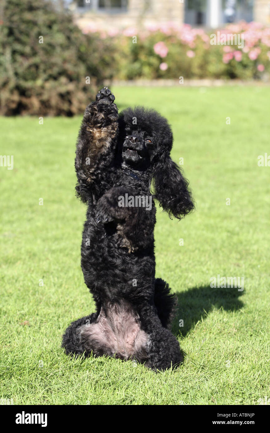 Grovelling hi-res stock photography and images - Alamy
