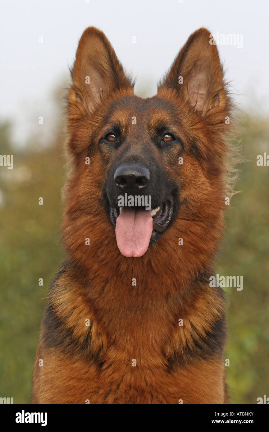 Old German Sheepdog (Canis lupus f. familiaris), portrait Stock Photo ...