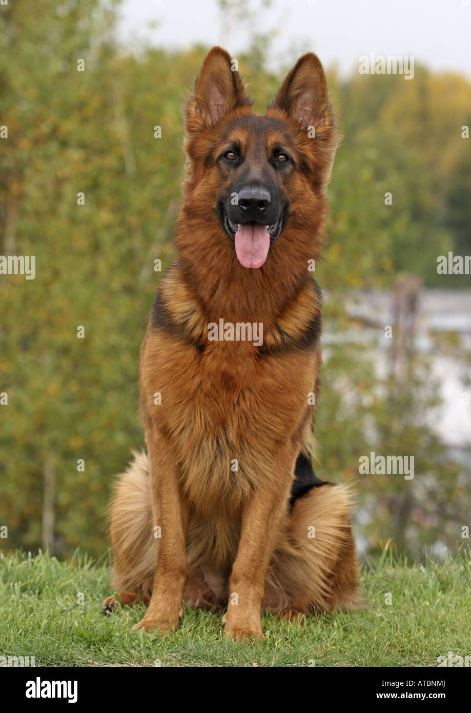 Old German Sheepdog (Canis lupus f. familiaris), sitting in meadow ...