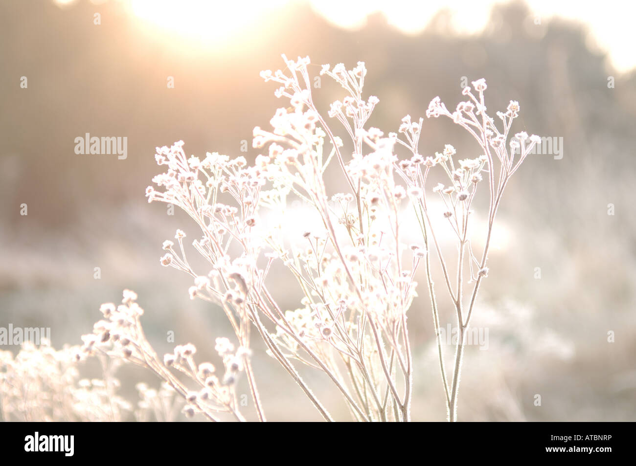 Dramatic flower heads hi-res stock photography and images - Alamy