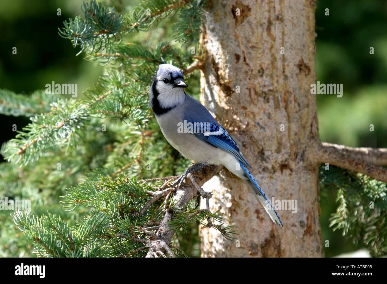 BLUE JAY Cyanocitta cristata Stock Photo - Alamy