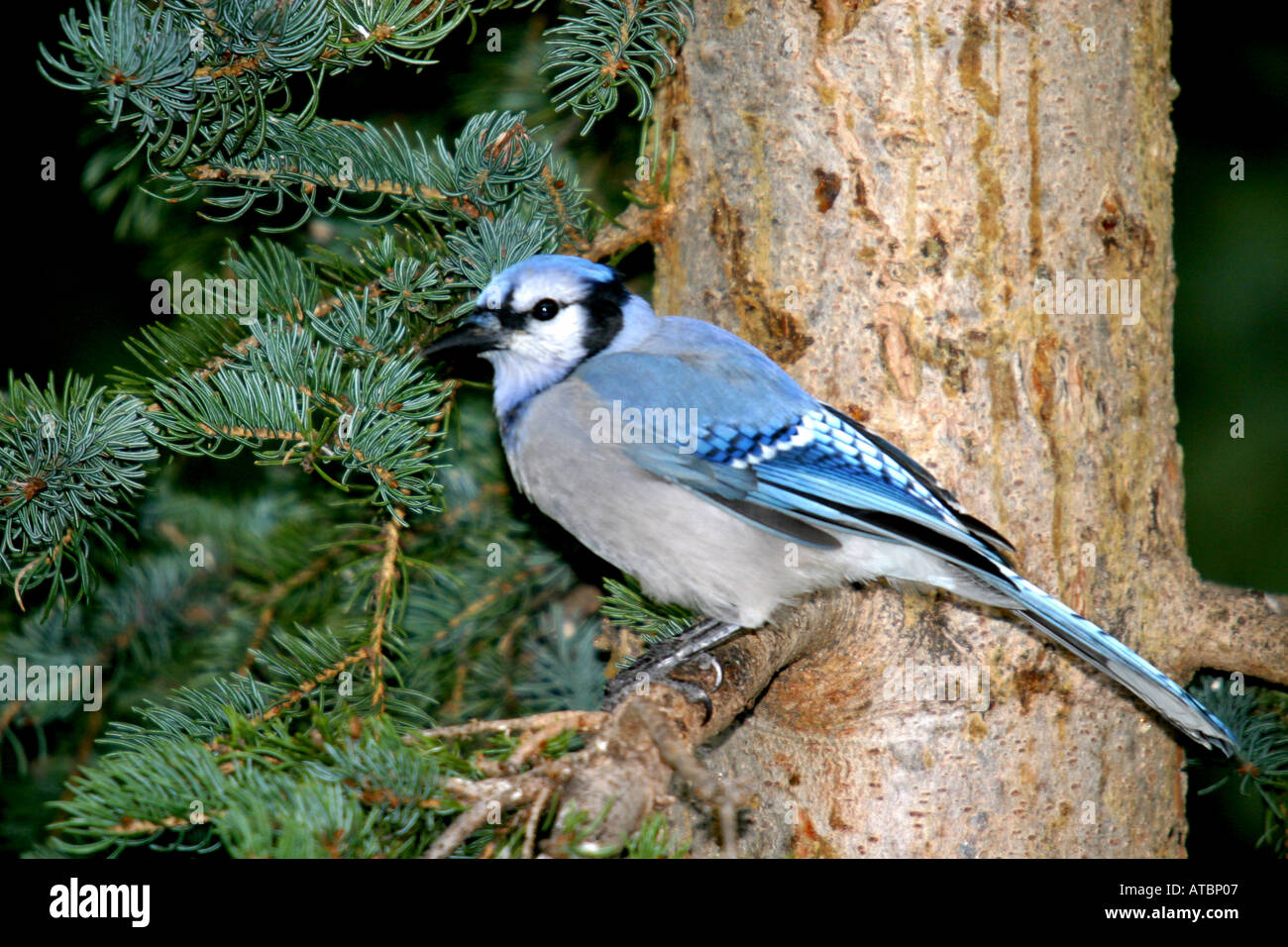 BLUE JAY Cyanocitta cristata Stock Photo - Alamy