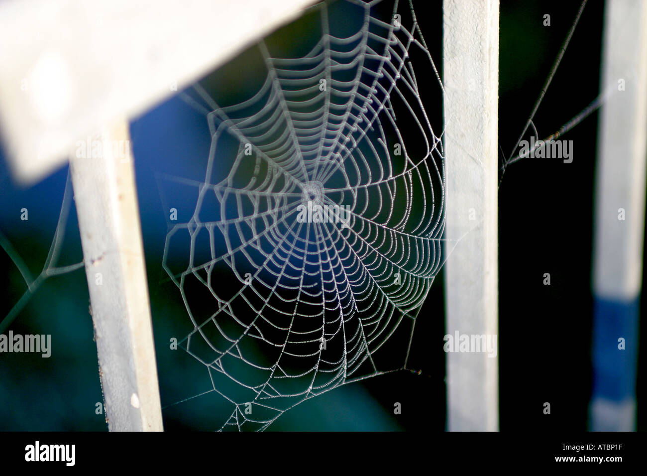 Invisible spider web hi-res stock photography and images - Alamy