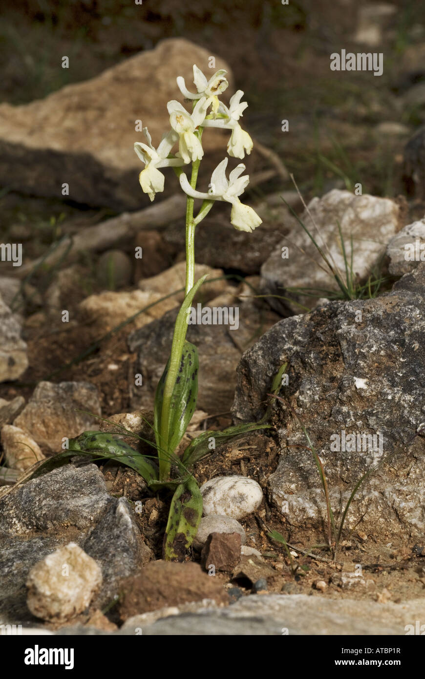 Rhodes wild orchid hi-res stock photography and images - Alamy