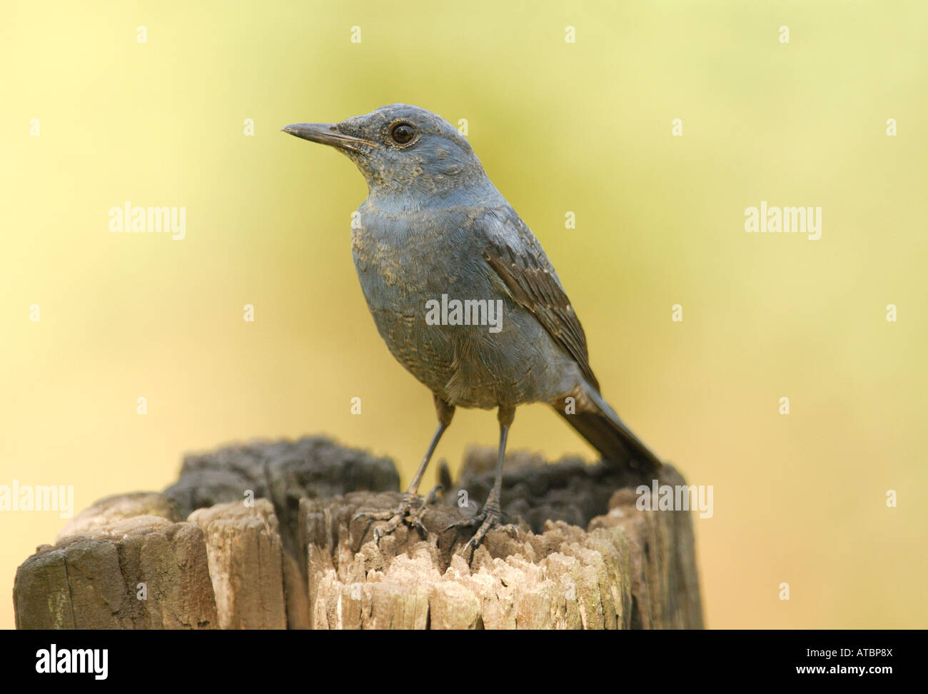 Male Blue Rock Thrush in the monsoon rainforest of Khao Yai National ...