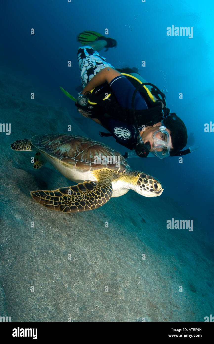 SCUBA Diver with turtle, underwater, scuba, diving, ocean, sea, marine ...