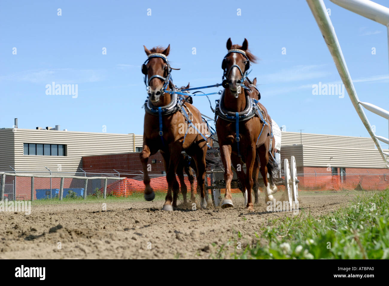 CHUCK WAGONS; Rodeo, Alberta, Canada, Chuck wagon racing Stock Photo ...