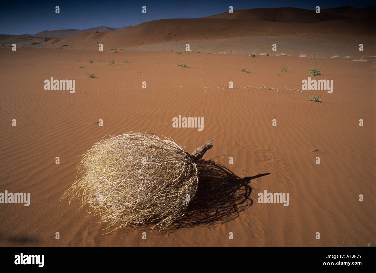A dead shrub on sand in the Namibian desert Stock Photo - Alamy