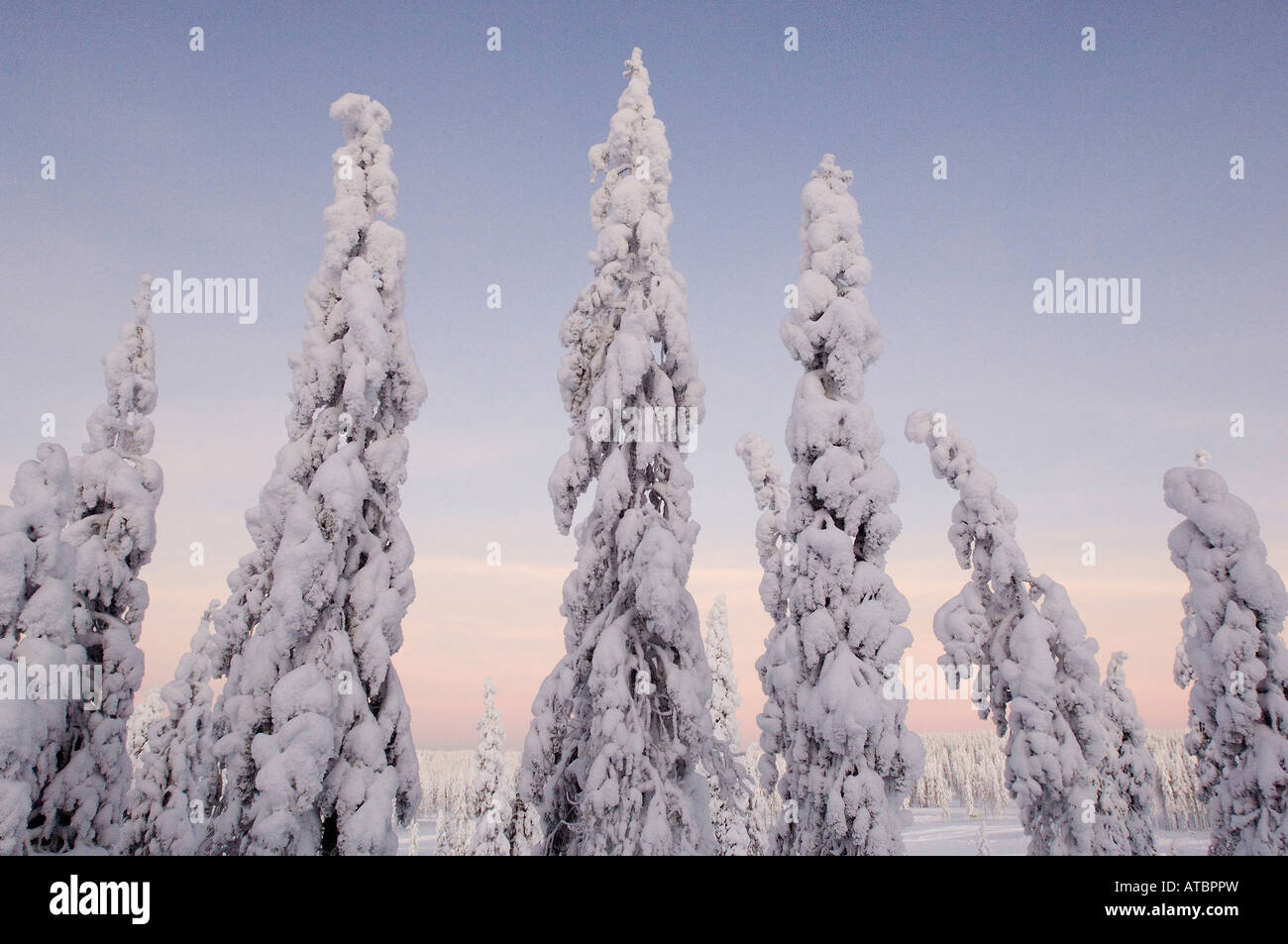 Tops fir trees covered hi-res stock photography and images - Alamy