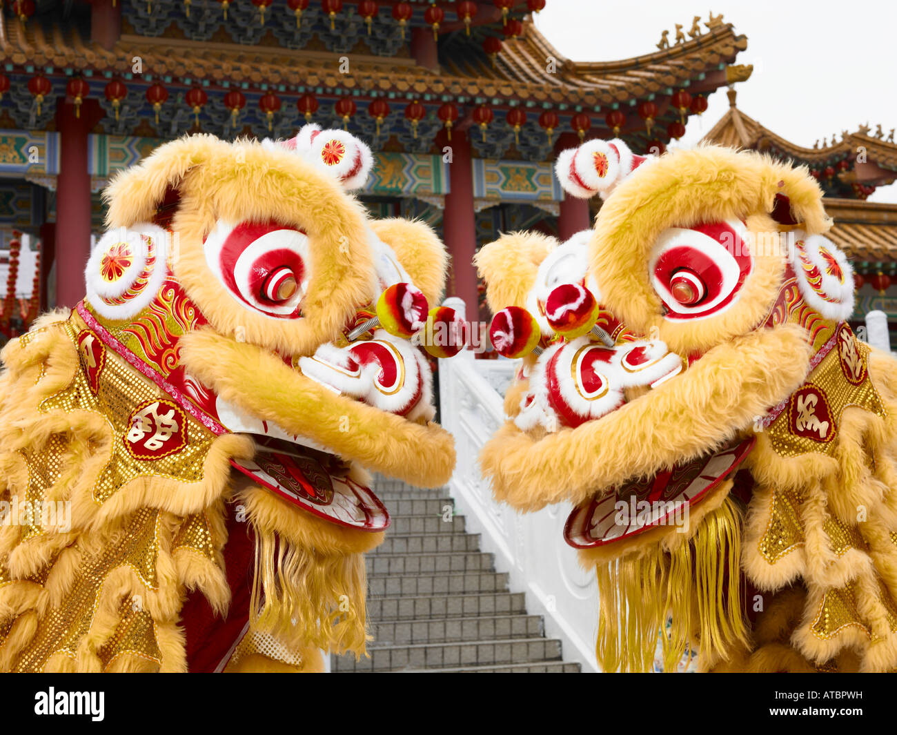 close up of 2 lion heads Stock Photo - Alamy
